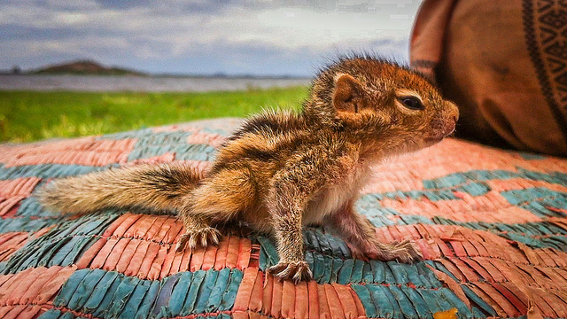 11 Adorable Portraits of Baby Animals | The Dream Within Pictures