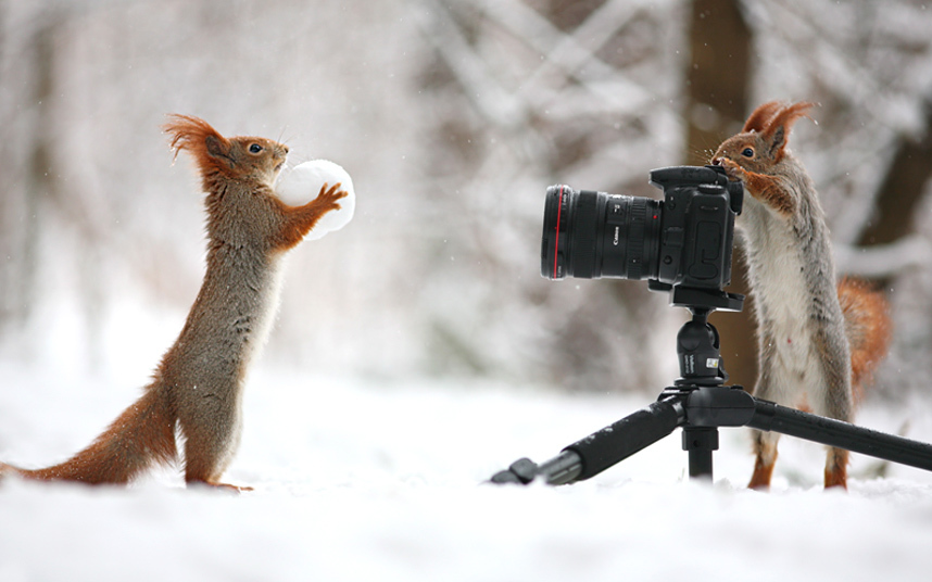 Interesting Photo of the Day: Red Squirrel Becomes the Photographer ...